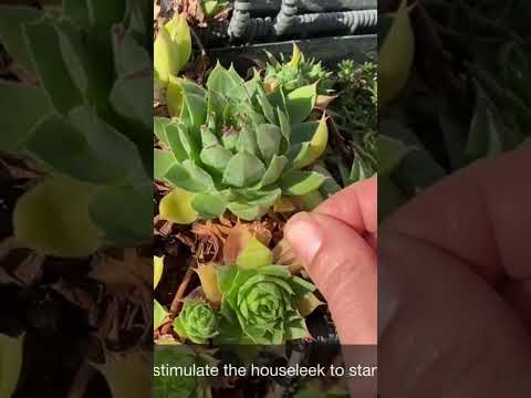 Hens and Chicks Stimulate new growths 🍃