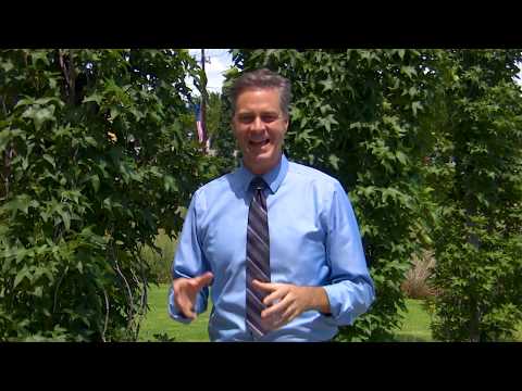How does photosynthesis work?