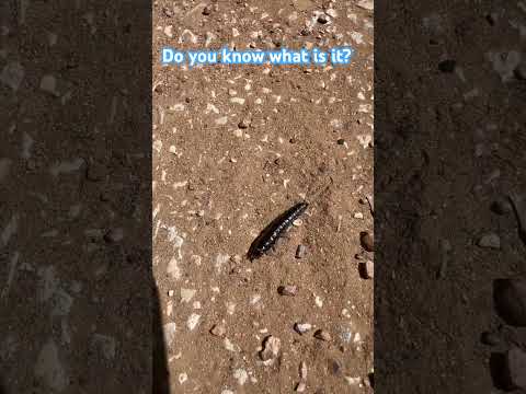 Unidentified bug π mystery - letβs figure out #nature #bug #bugs #curious