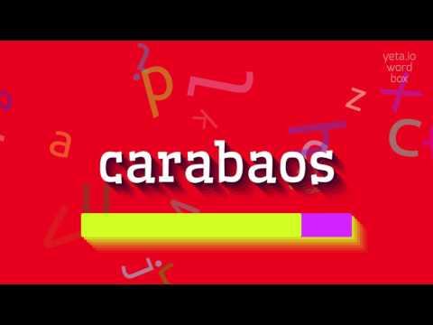 How to say "carabaos"! (High Quality Voices)