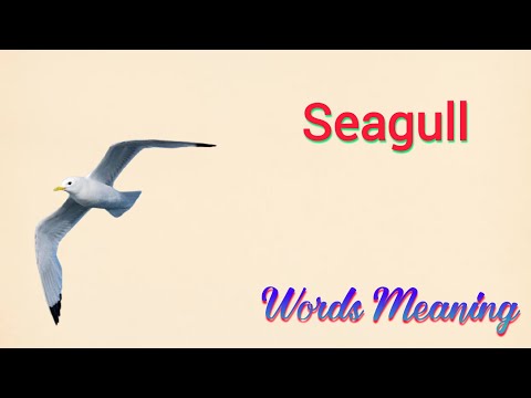 seagull meaning in hindi | seagull ka matlab kya hota hai | seagull means | seagull ka arth |