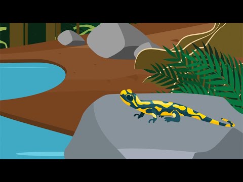 Illusions of visual motion: How are they used in nature, design, art?
