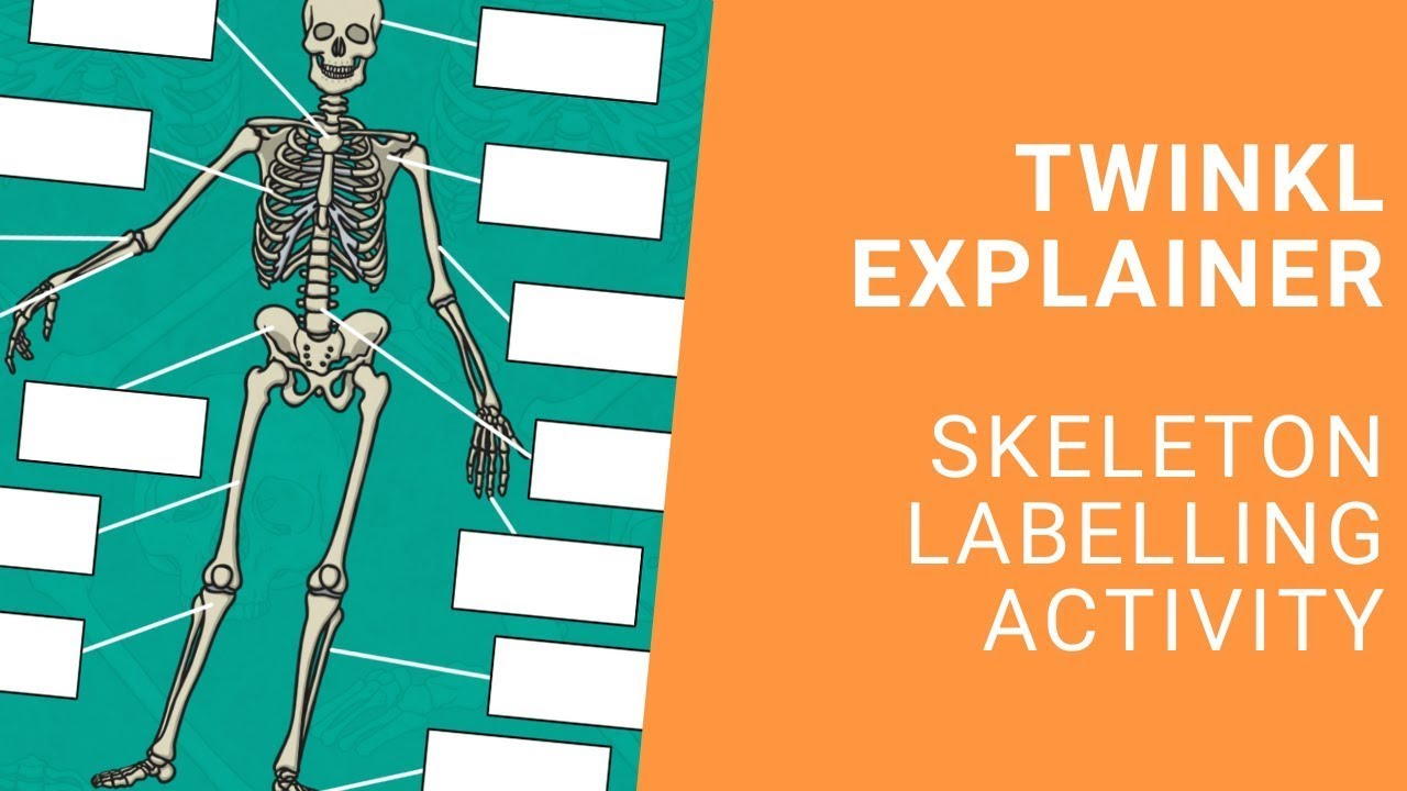 KS2 Science | Interactive Skeleton Labelling Activity