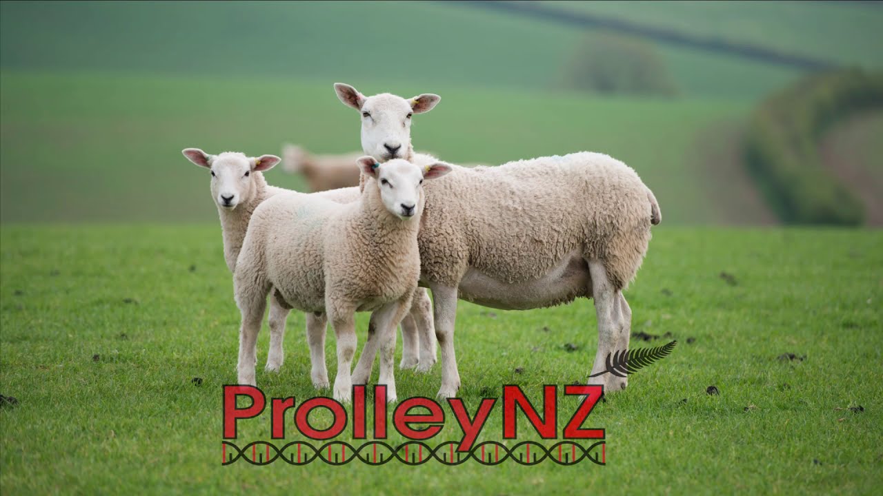 Innovative Sheep Breeding introduction 2021