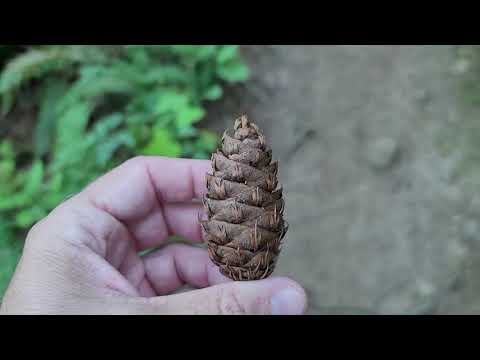Coastal Douglas Fir Pseudotsuga menziesii