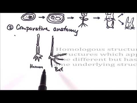 AS Biology - Evidence for evolution (OCR A Chapter 10.4)