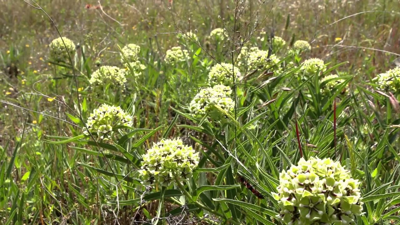 Texas Wildflower Conservation