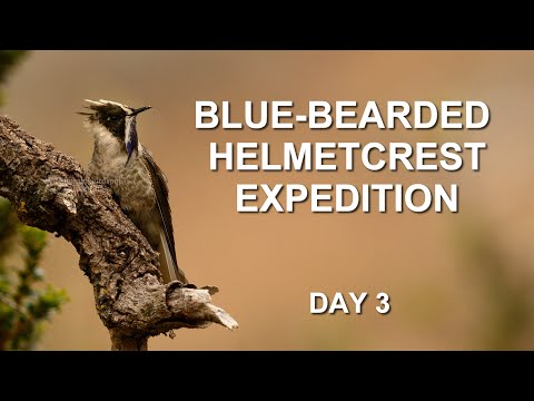 Photographing the Rarest Hummingbird in the World: the Blue-bearded Helmetcrest - Day 3