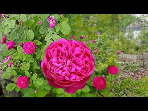 Rose de Rescht: The Petite Beauty That’s Totally Cool with Shade 🌹😎