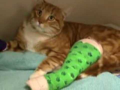 Animal ER -- Ready When You Need Them!