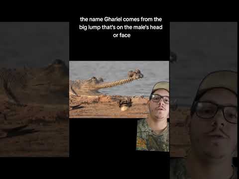 Ghariels and Tomistomas are really unique!