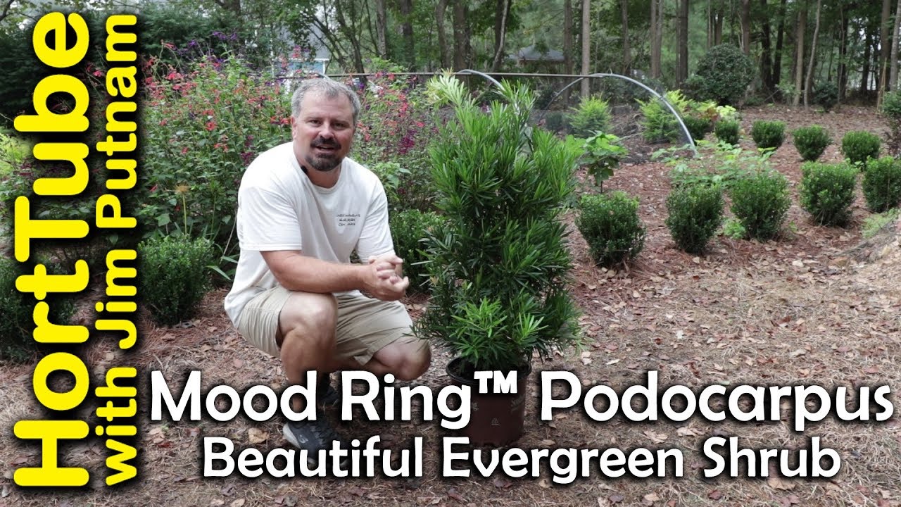 Beautiful Mood Ring™ Podocarpus
