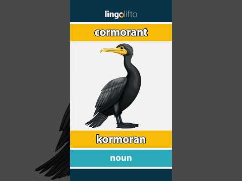 🇬🇧🇵🇱 cormorant - kormoran : learn English : Uczmy się angielskiego : vocabulary builder
