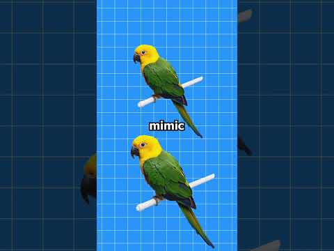Why Do Parrots Talk Like Humans? 🤔(Explained)