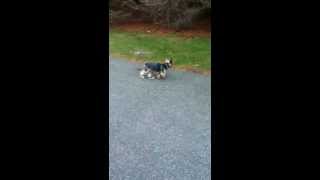 The Best Dog-Wearing-Boots Video Ever