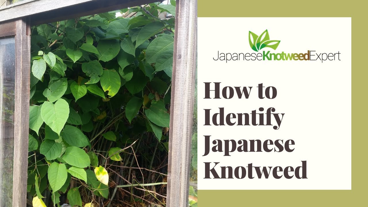 How to Identify Japanese Knotweed - Japanese Knotweed Expert Ltd