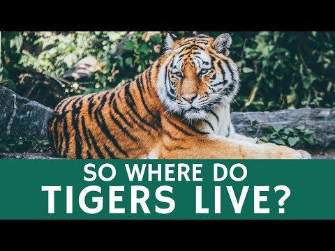 How do tigers move?