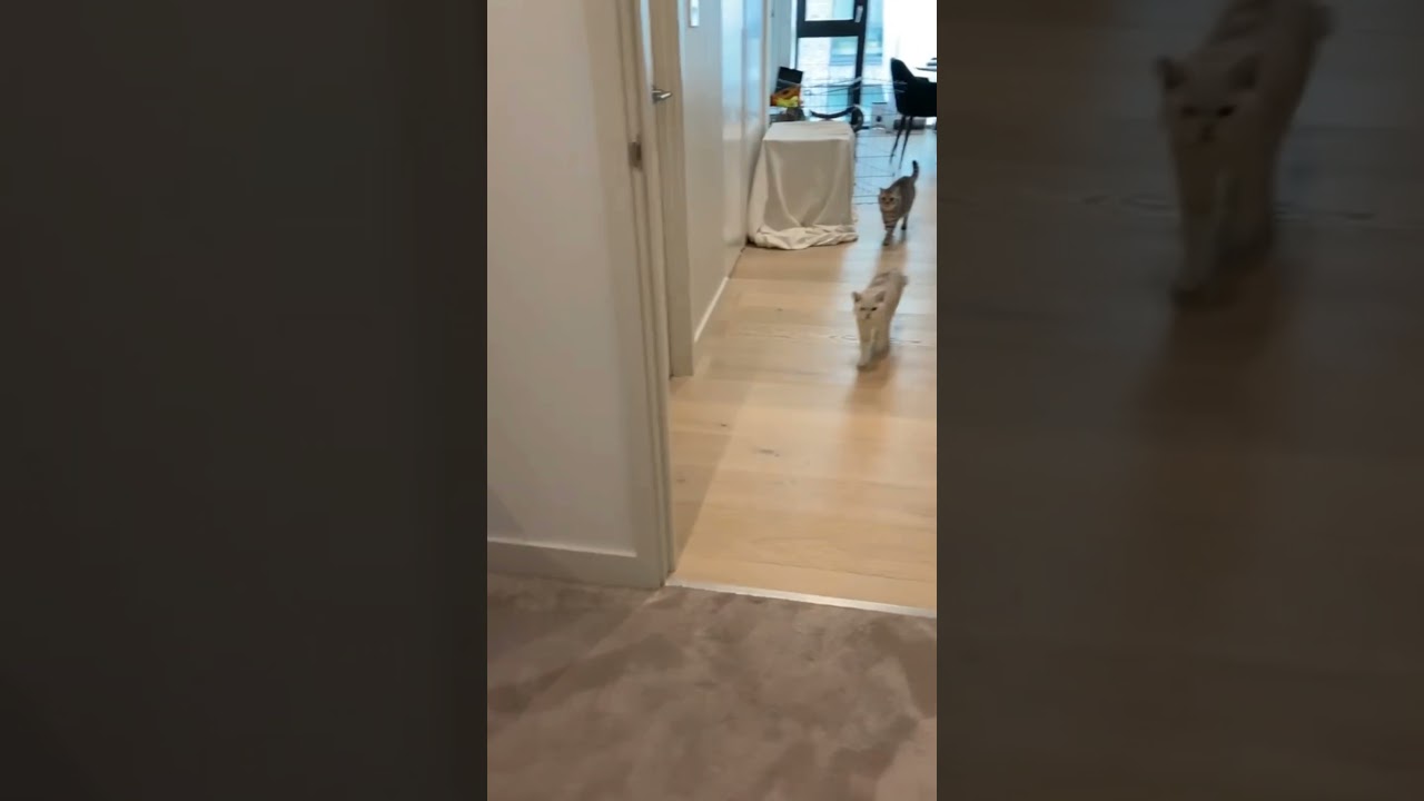 video kucing lucu ngacir semuanya liat topeng 😅😂🤣#shorts