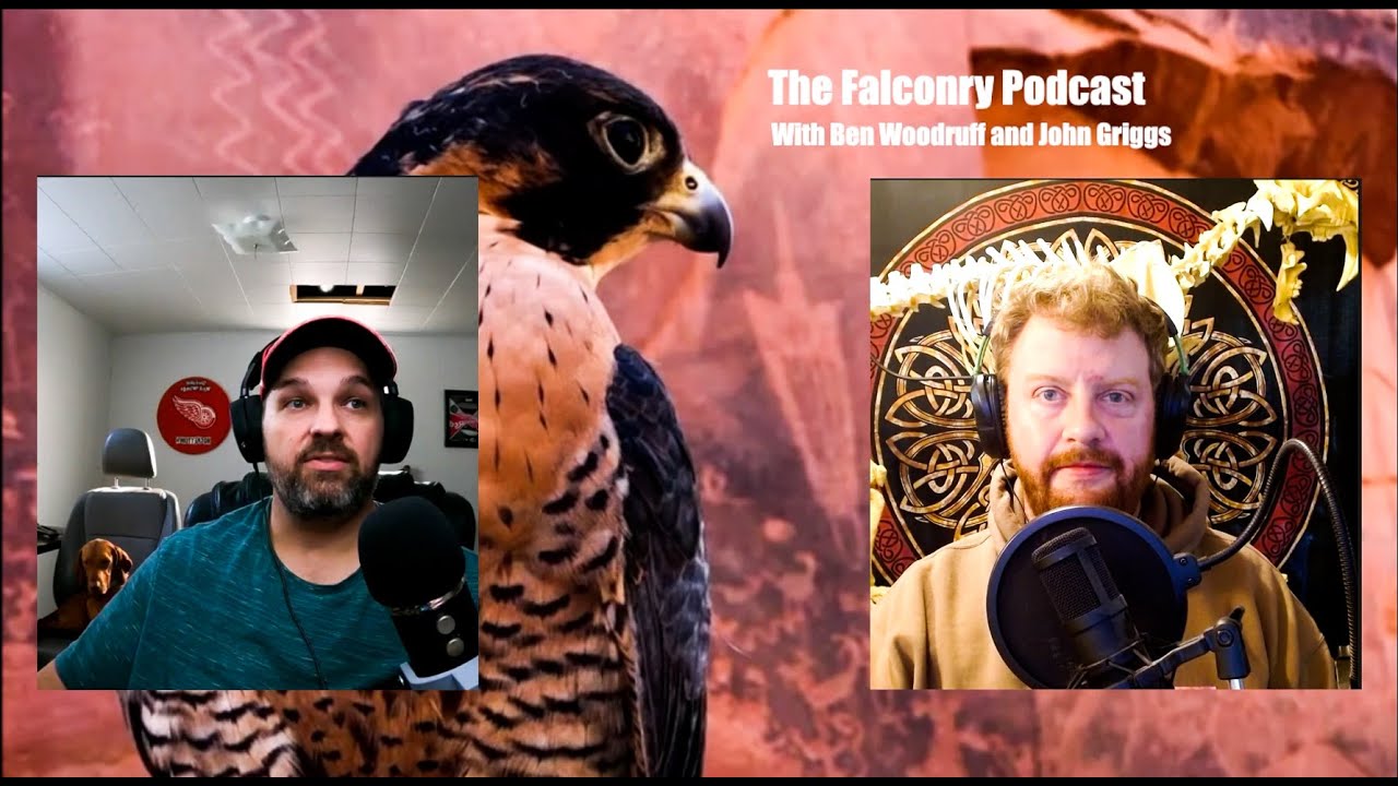 Your first Cooper's hawk- The falconry Podcast 018