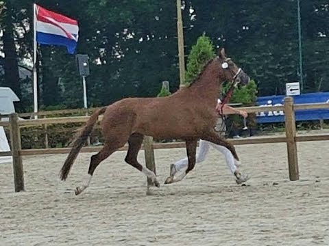FOR SALE: Dressage mare by Jazz - 1,66m - 2011