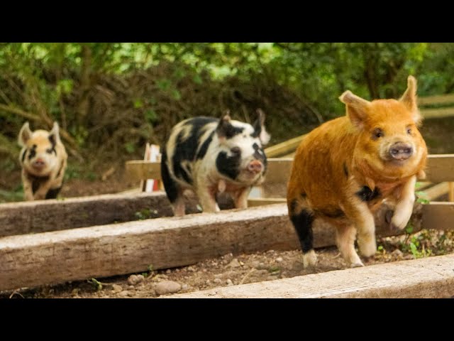 "Need more low stakes drama like this" - Netizens still reacting to pig ...