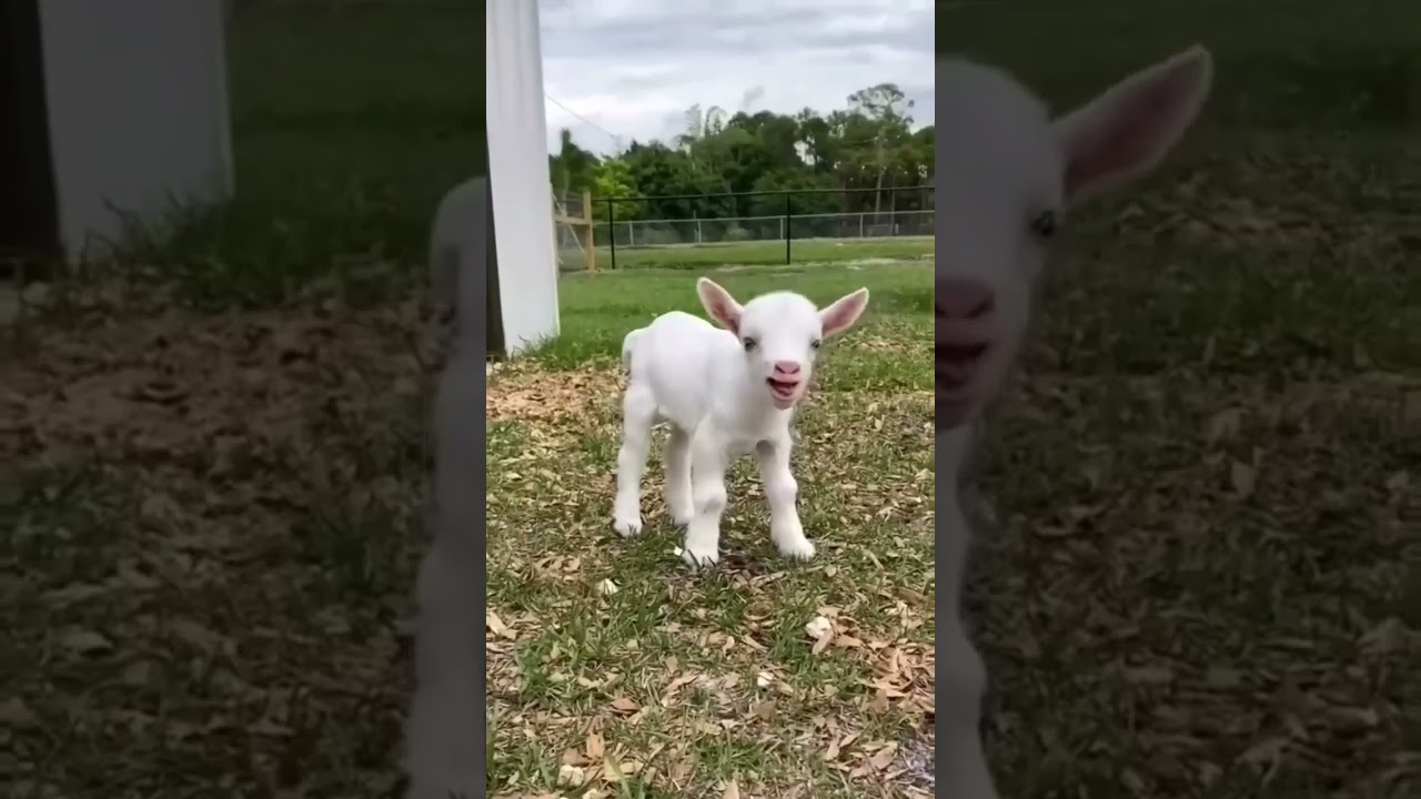 oveja bebe