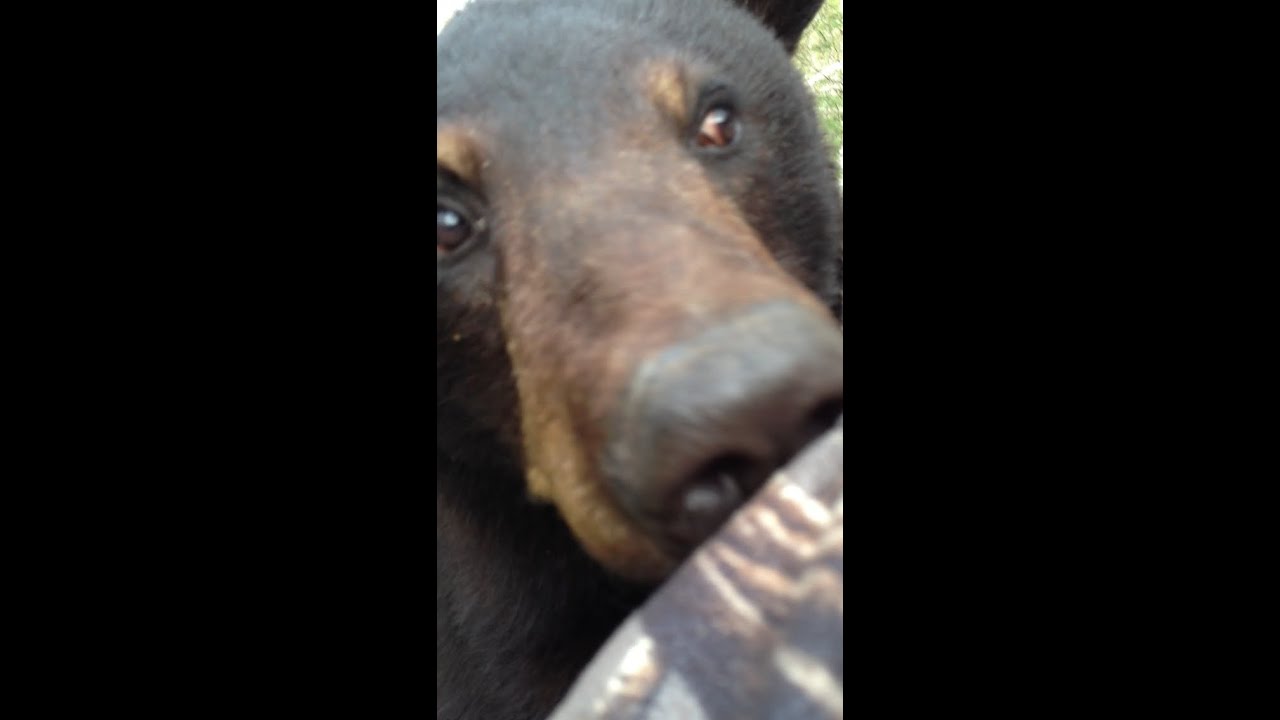 Bear & Man... Face to Face!  {ORIGINAL VIDEO}
