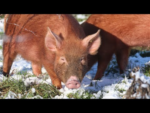 Rare pigs 'crucial missing piece' to recovery of rewilding land ...