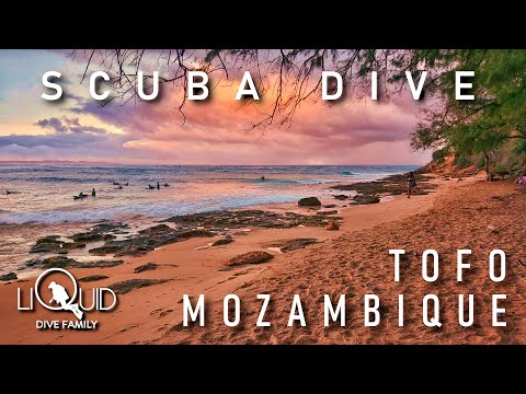 Scuba Diving in Tofo Beach: Your Guide to Marine Adventures