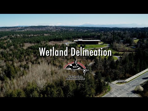 Tulalip Wetland Delineation