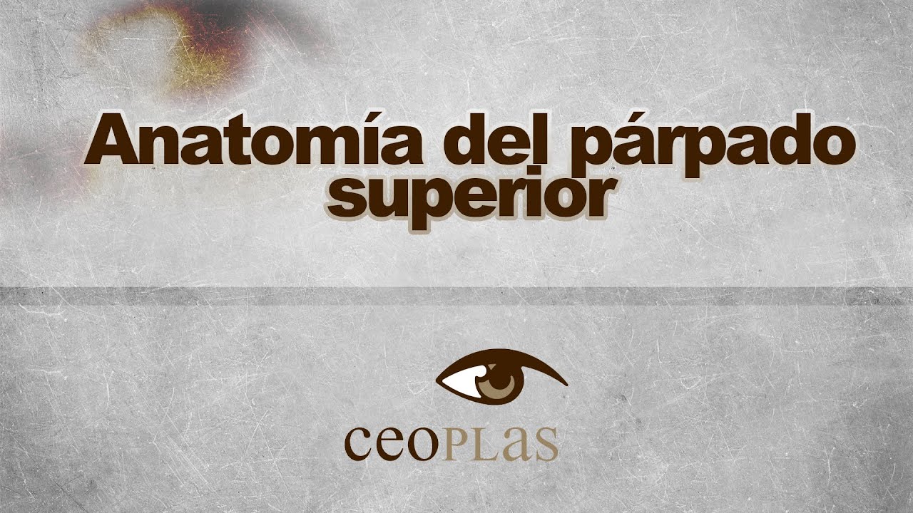 Anatomía del párpado superior | CEOPLAS