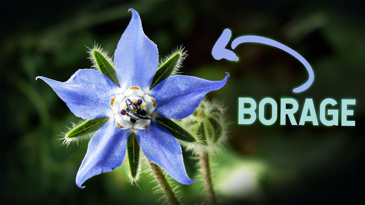 Borage Explained: The Benefits and the Warnings...