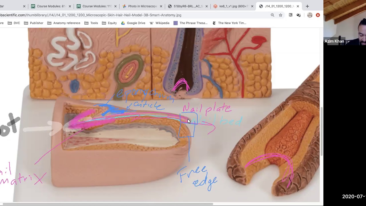 Nail anatomy - model and histology