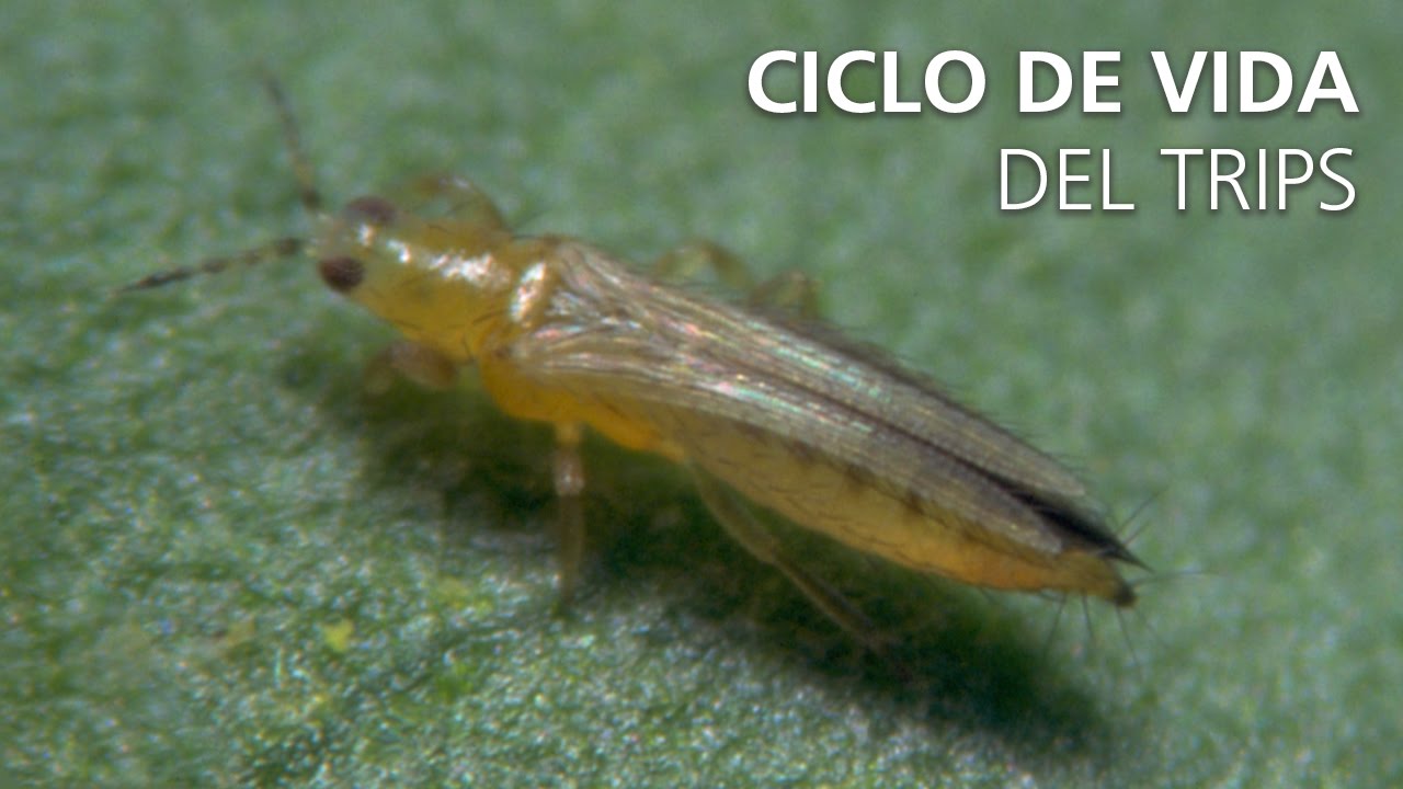 Ciclo de vida del trips