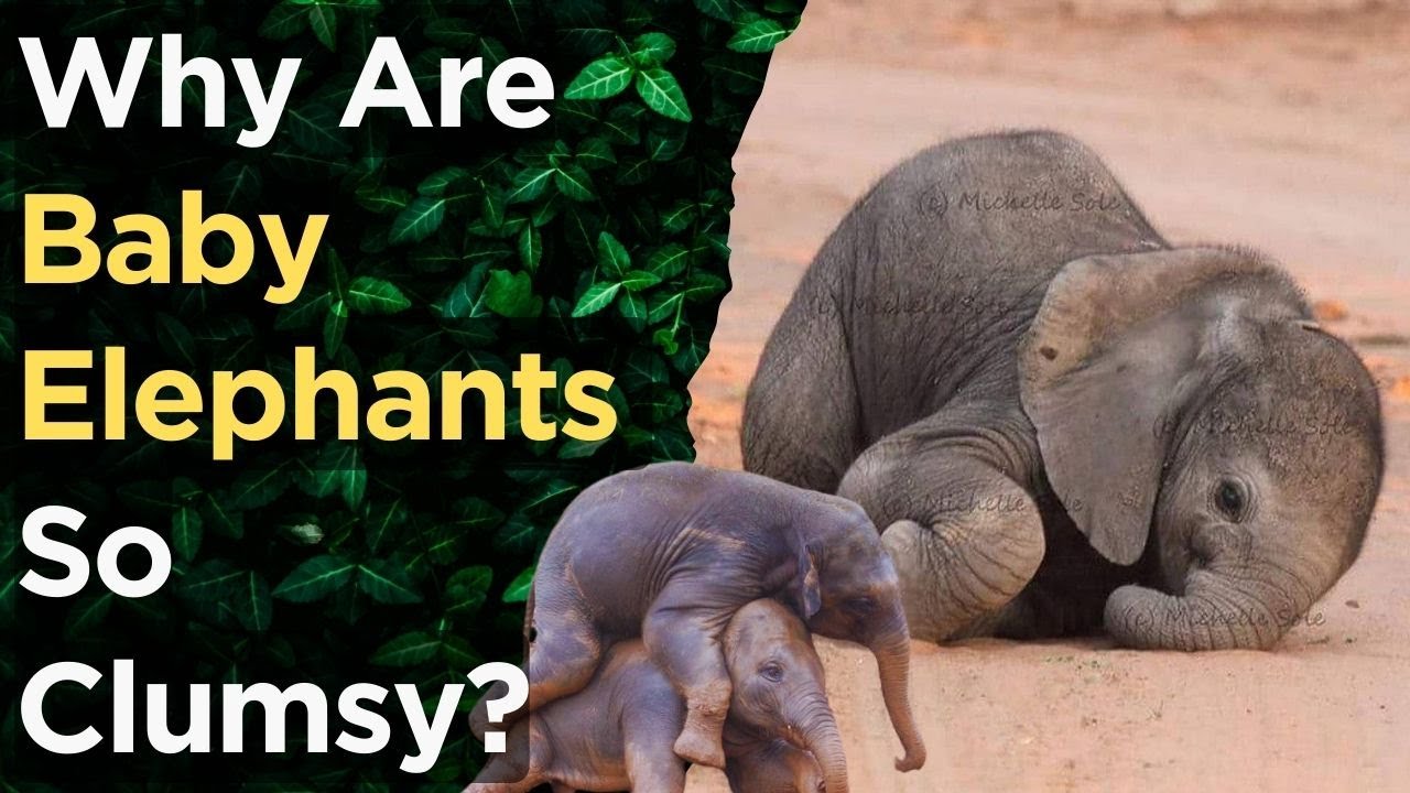 Why Are Baby Elephants So Clumsy?