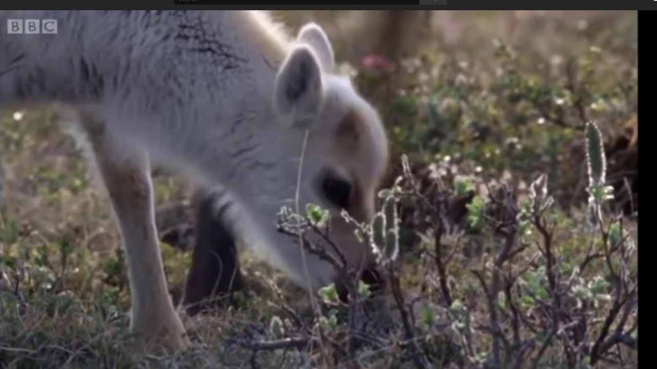 GSP 470/570: Introduction to Agent Based Models