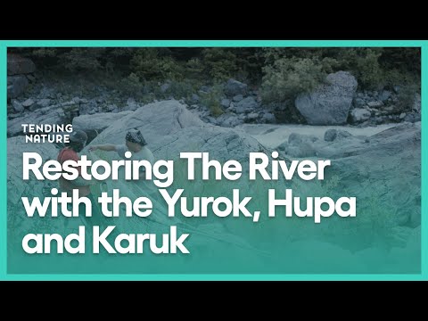 Restoring The River with the Yurok, Hupa and Karuk | Tending Nature | Season 2, Episode 3 | KCET