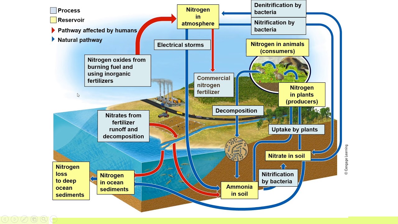 APES Unit 1.5: The Nitrogen Cycle