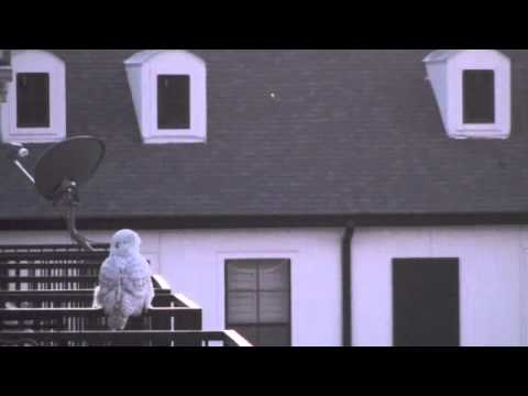 The 10 Most Fascinating Birds Observed in the DFW Metroplex – DFW Urban ...