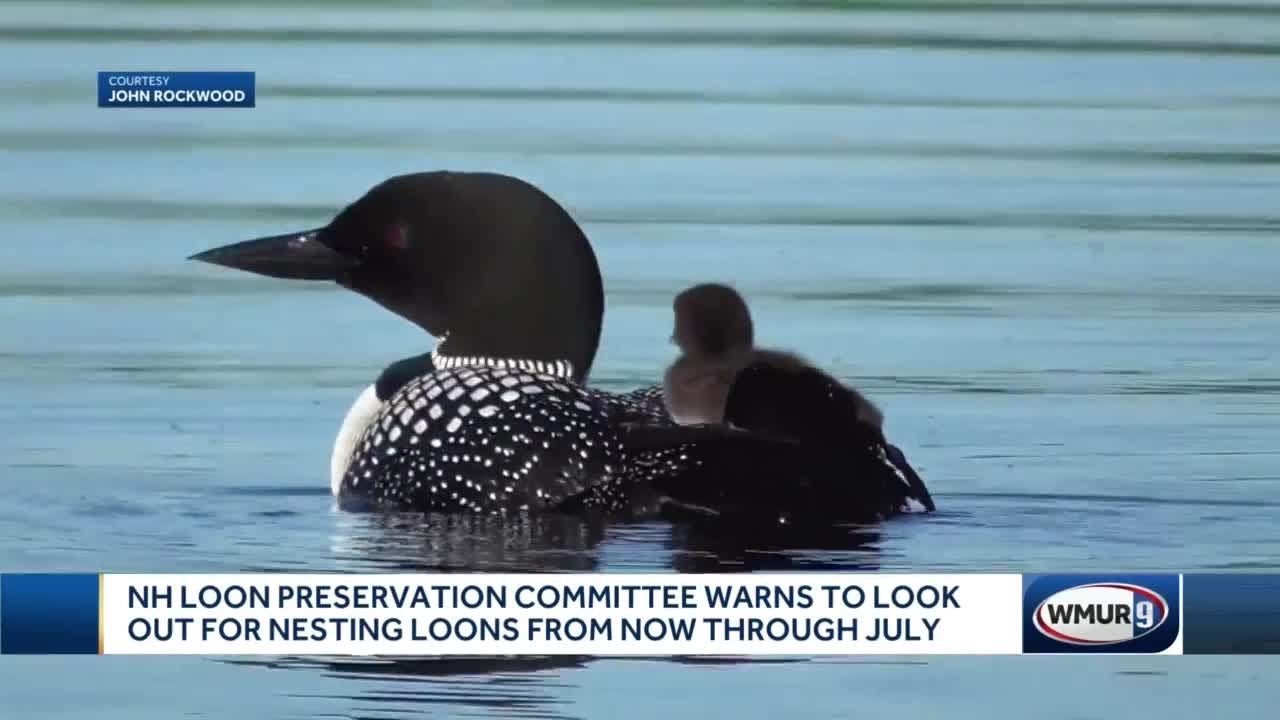 NH Loon Preservation Committee warns to look out for nesting loons