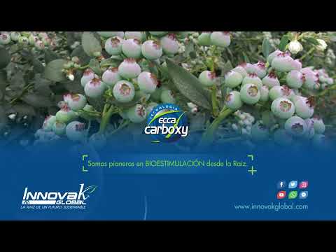 Innovak Global: desarrollo radicular (VIDEO)