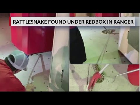 Rattlesnake found in Ranger Redbox rental kiosk