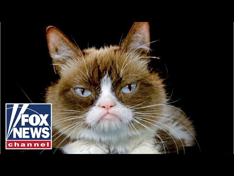 Grumpy Cat, beloved meme sensation, dies at age 7
