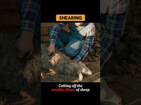 SHEARING #shearing || WHAT IS SHEARING #shorts#viral#trending •ONLY FOR LEARNERS•