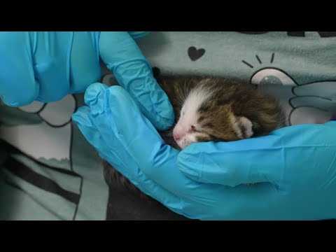 Pawsitively Montana: Foster this summer with the Yellowstone Valley Animal Shelter
