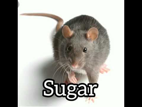 Rat names