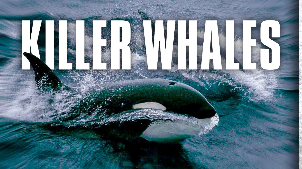 Killer Whales: Up Close and Personal - Documentarytube.com Killer Whales: Up Close and Personal - Documentarytube.com