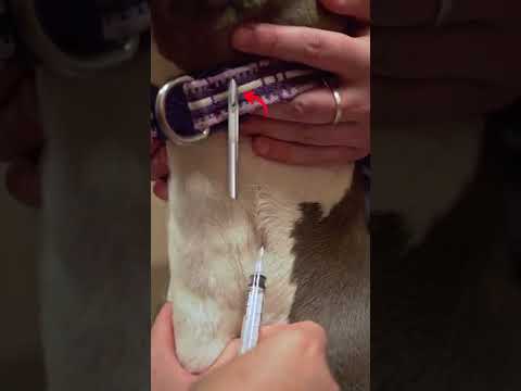 How to draw blood (jugular) from a dog in less than 30 seconds!