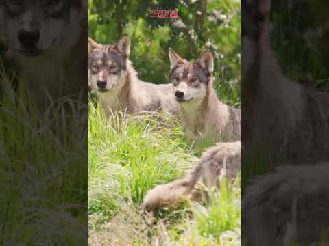 A Journey with Wolves