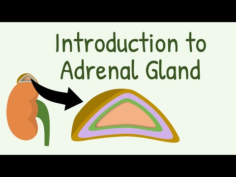 Introduction to Adrenal Gland